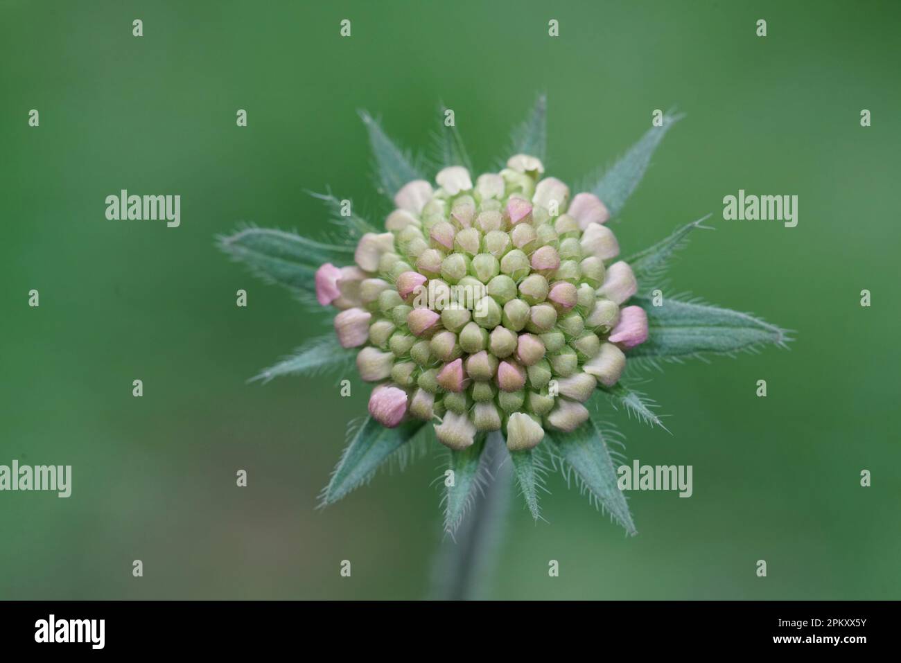 Natural closeup on a closed flower bud of a Macedonian scabious ...