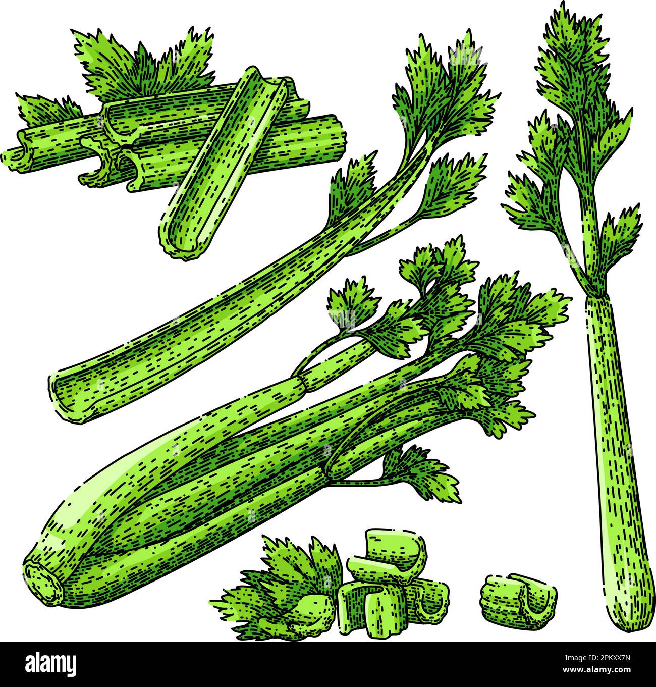 celery fresh green set sketch hand drawn vector Stock Vector Image ...