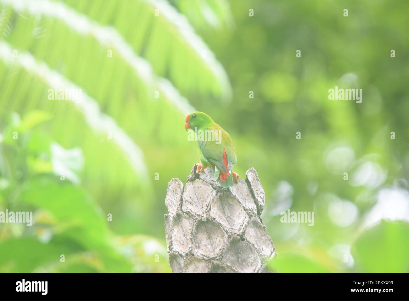 Bacong, Philippines. 10th Apr, 2023. Hanging parrots are birds in the ...