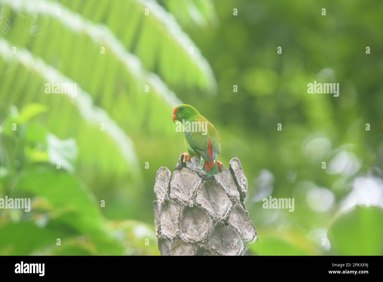 Philippine hanging parrots hi-res stock photography and images - Alamy
