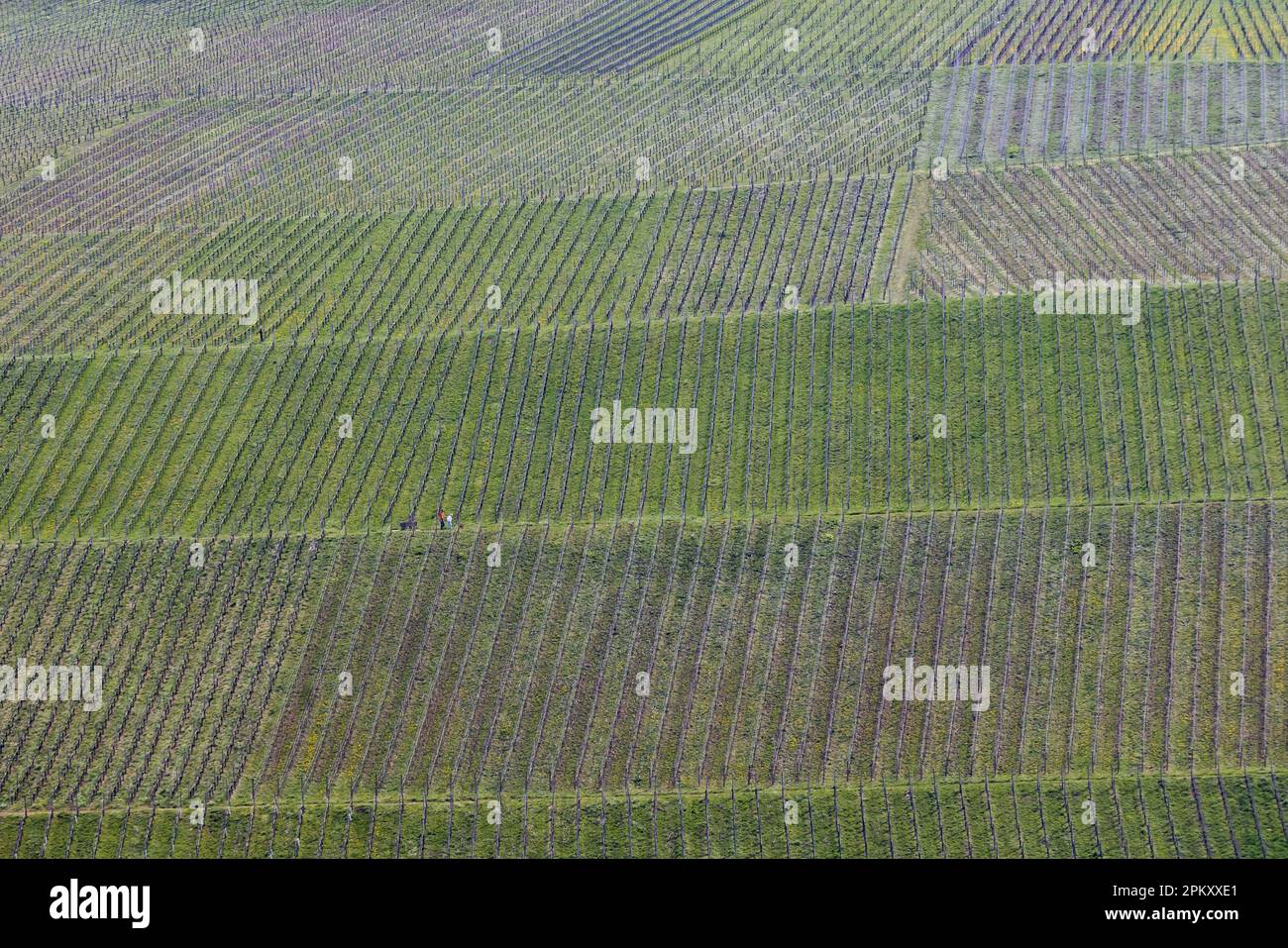 Pfaffenweiler, Germany. 10th Apr, 2023. People walking through the ...