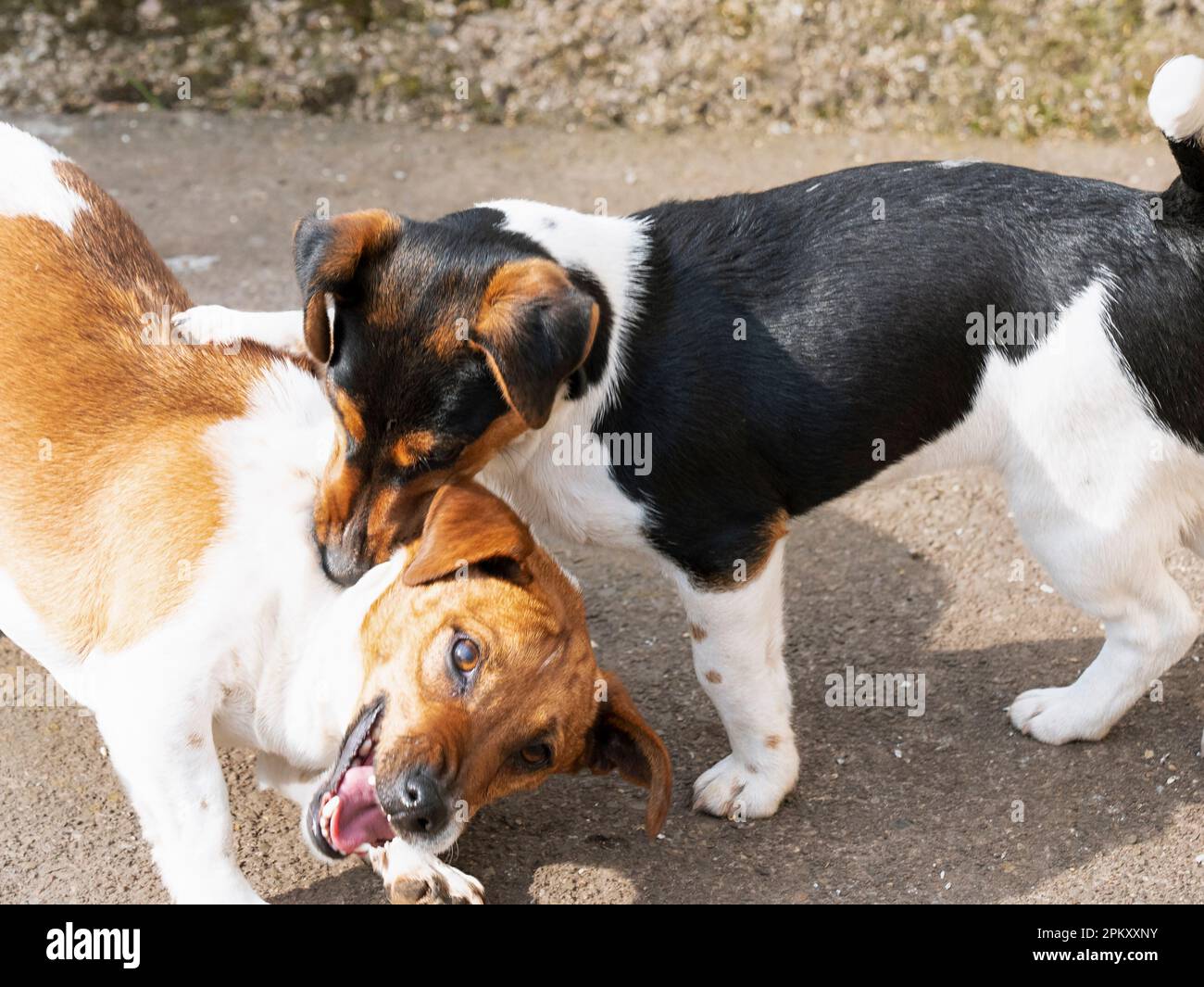 two Jack Russel dogs fighting with each other Stock Photo - Alamy