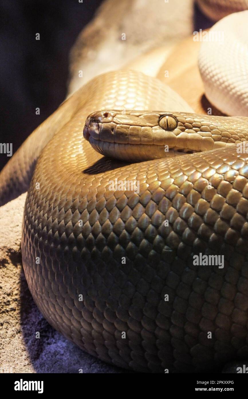 A close-up image of a snake coiled upon a rocky surface Stock Photo - Alamy