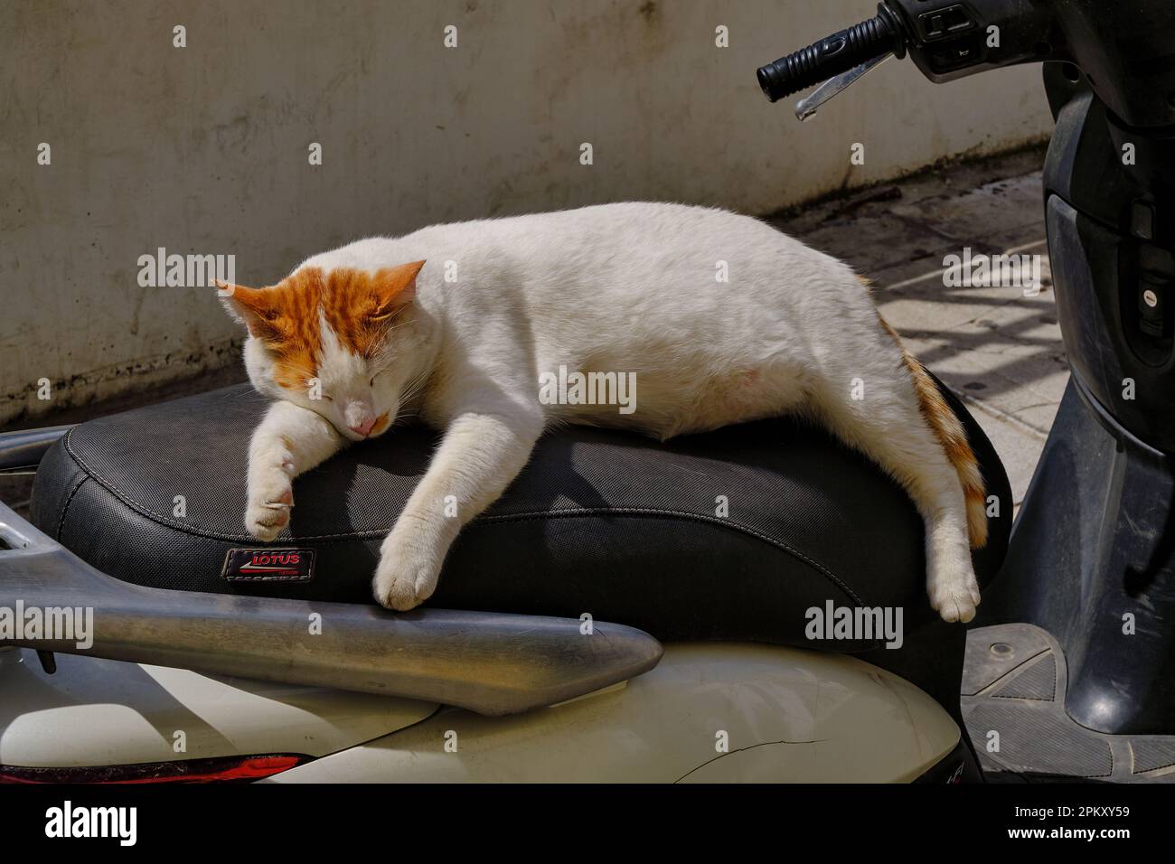 Cat taking a nap on motorcycle saddle in Athens Stock Photo - Alamy