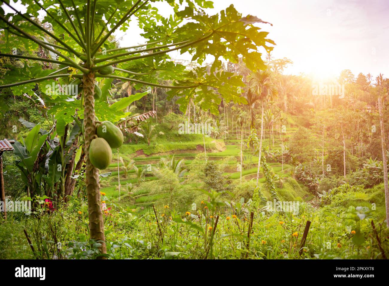 Lush tropical vegetation on Bali island, Indonesia Stock Photo - Alamy
