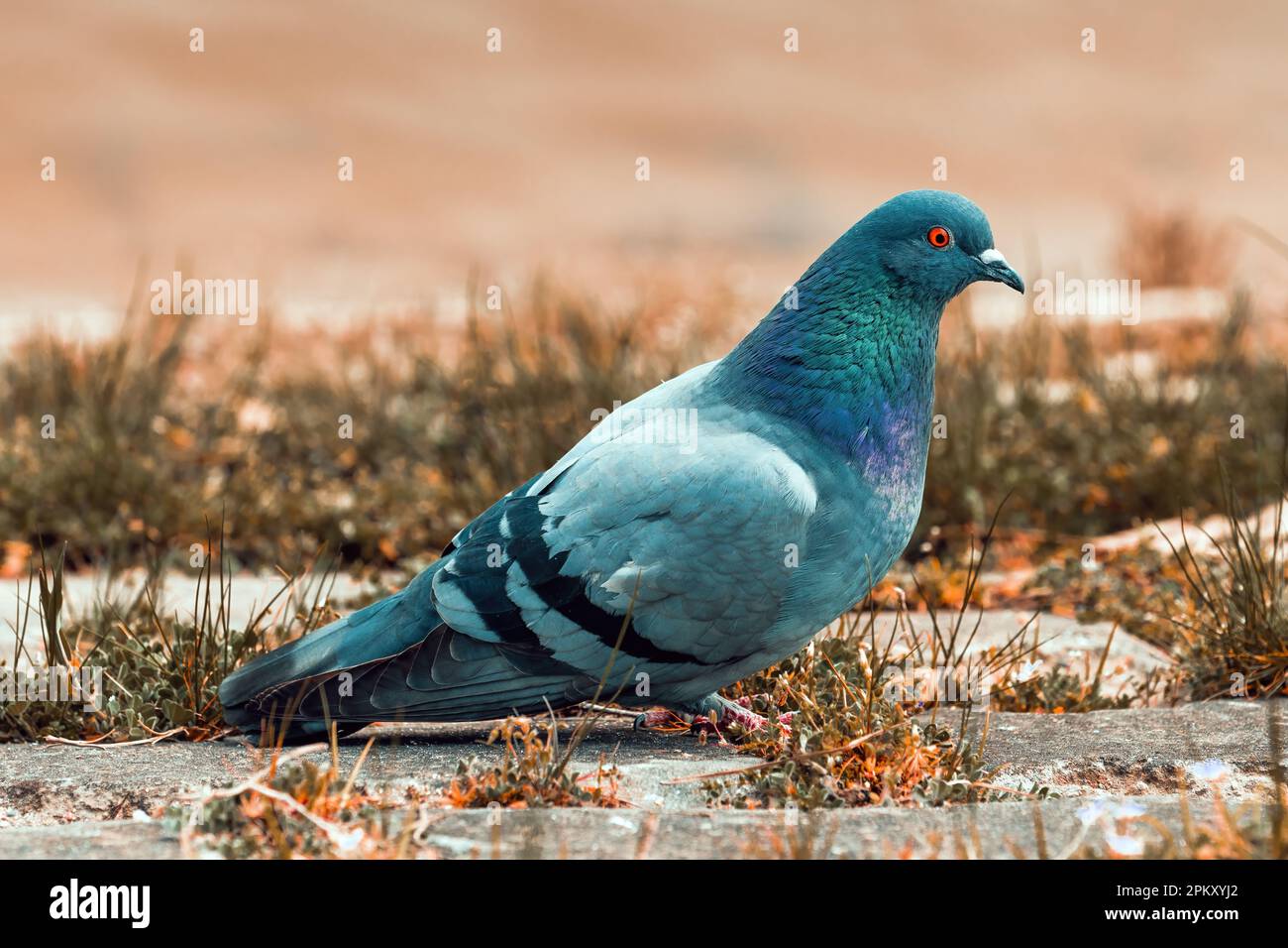 Feral pigeon, also known as city dove or street pigeon, selective focus ...