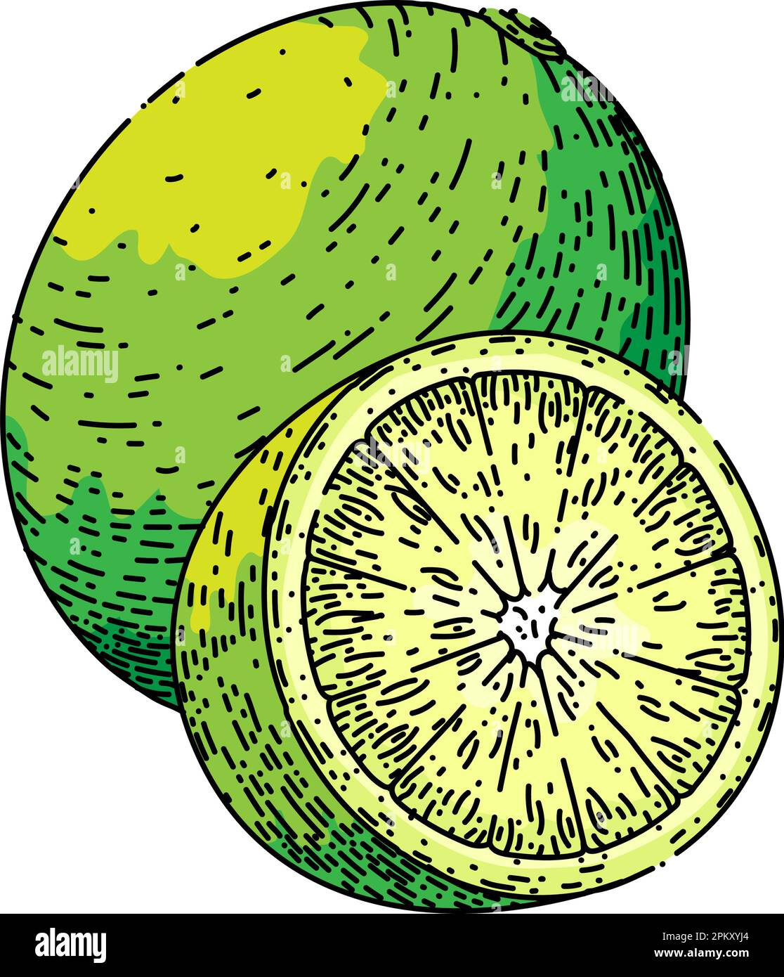 lime slice fruit sketch hand drawn vector Stock Vector Image & Art - Alamy lime slice fruit sketch hand drawn vector Stock Vector Image & Art - Alamy
