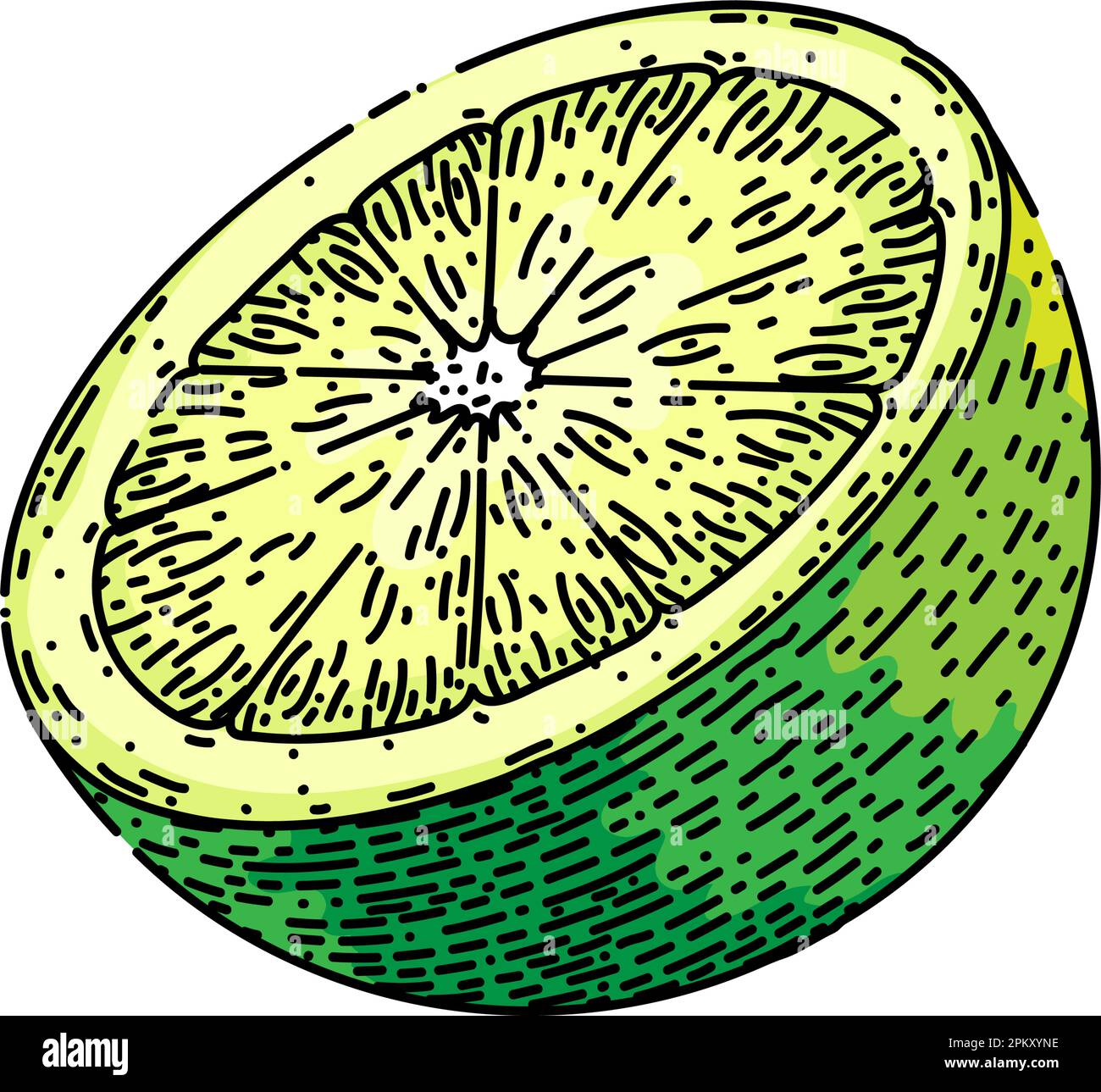 lime slice citrus sketch hand drawn vector Stock Vector Image & Art - Alamy lime slice citrus sketch hand drawn vector Stock Vector Image & Art - Alamy