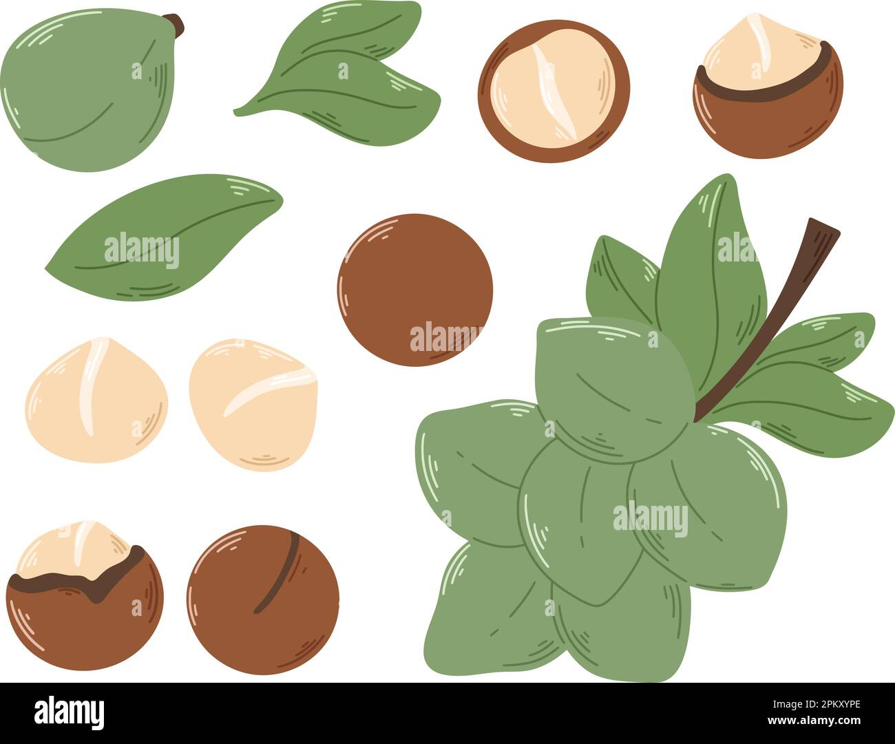 Macadamia nut set vector illustration Stock Vector Image & Art - Alamy
