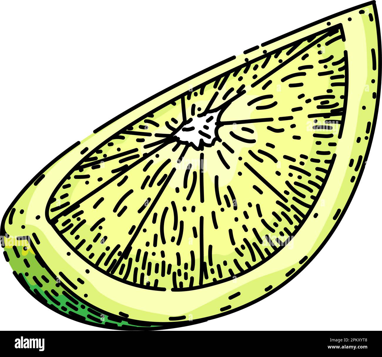 lime slice cut sketch hand drawn vector Stock Vector Image & Art - Alamy