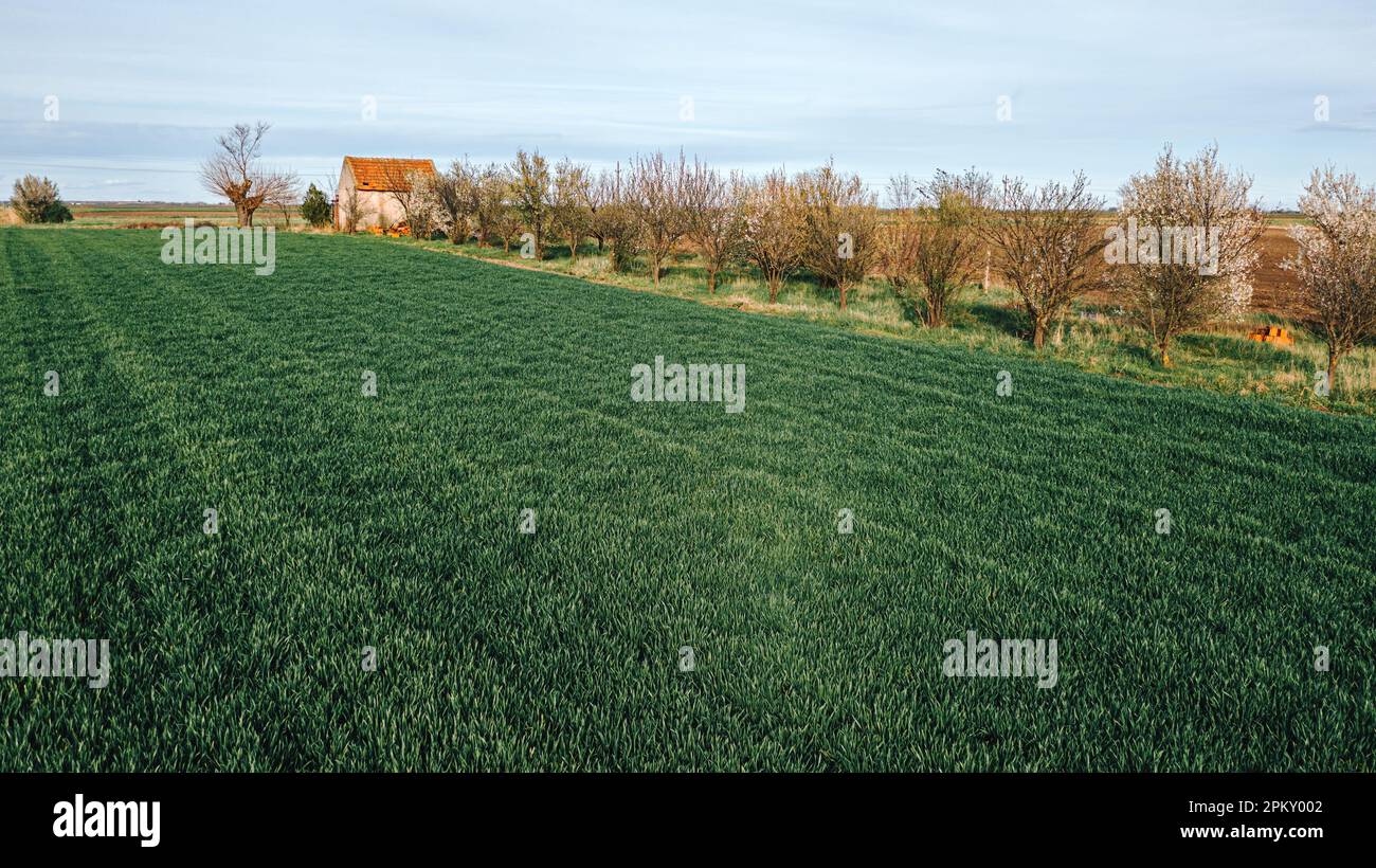 Vojvodina countryside landscape, small farm house with fruit orchard in ...