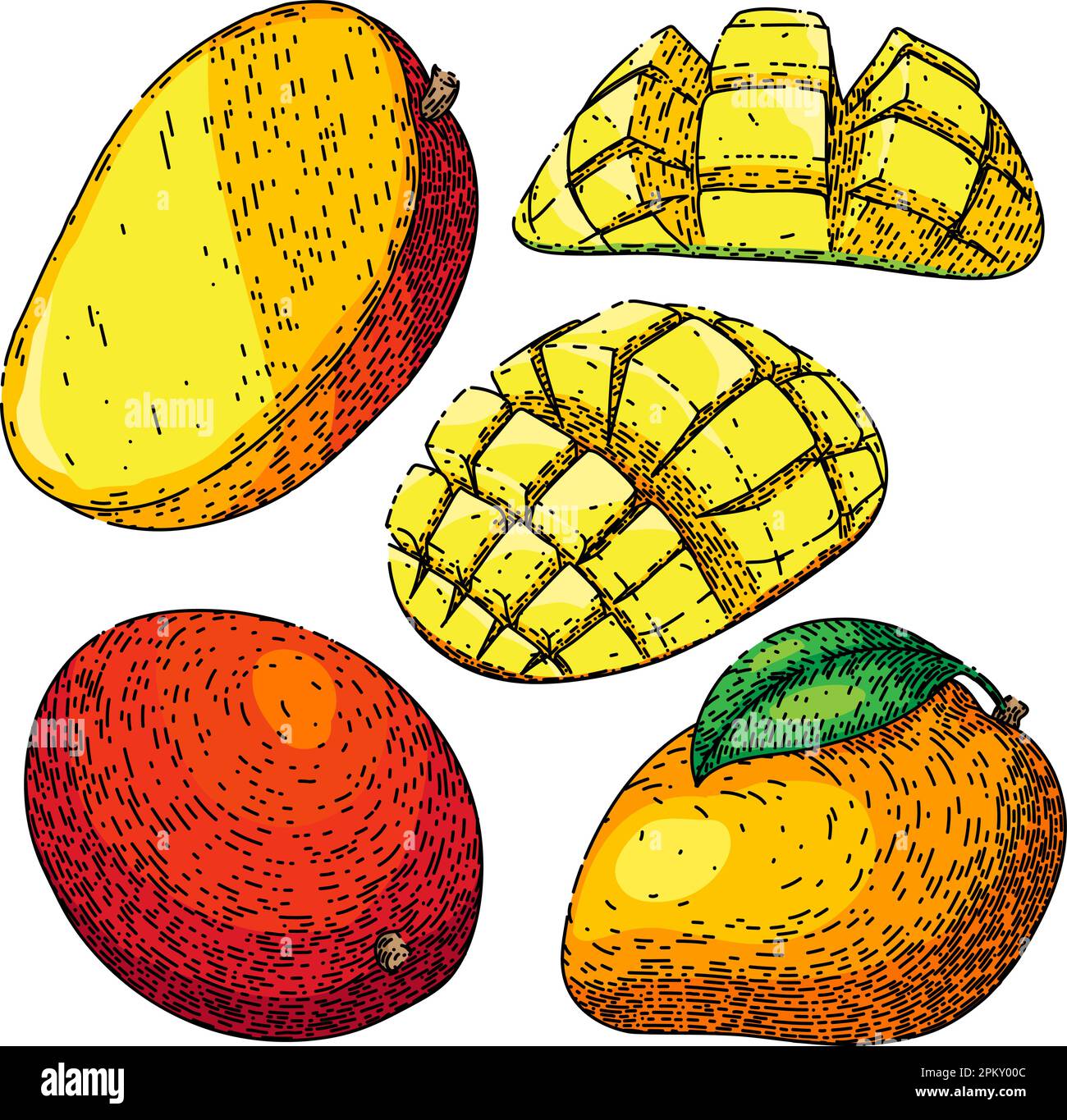 mango fruit leaf set sketch hand drawn vector Stock Vector Image & Art ...