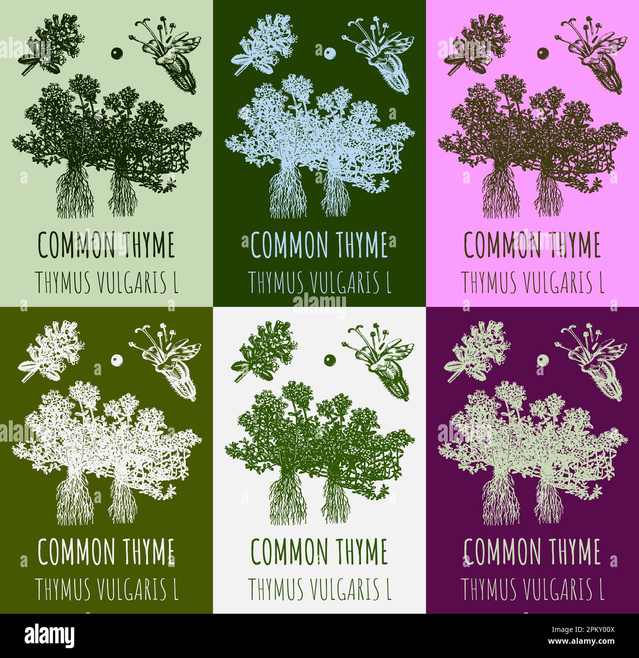 Set of drawings COMMON THYME in different colors. Hand drawn illustration. Latin name THYMUS ...