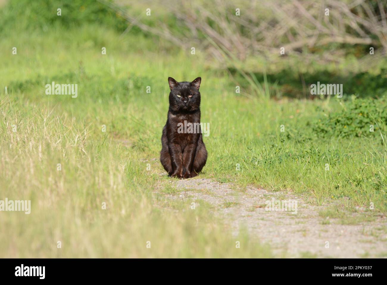 Wilde Katze auf Mallorca Stock Photo - Alamy