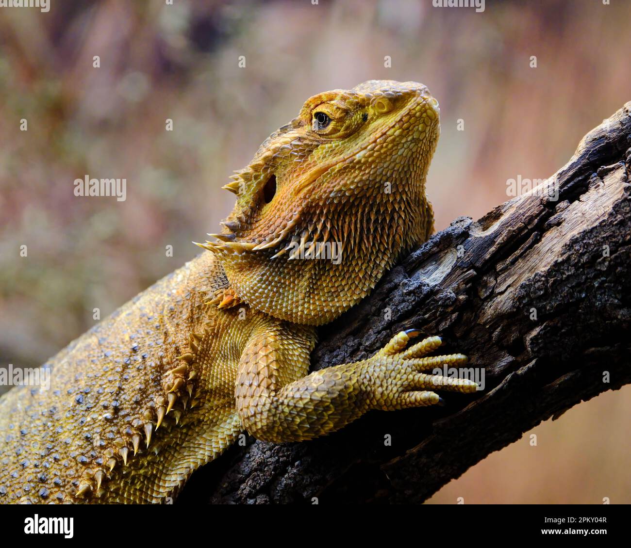 Eastern Bearded Dragon Stock Photo - Alamy