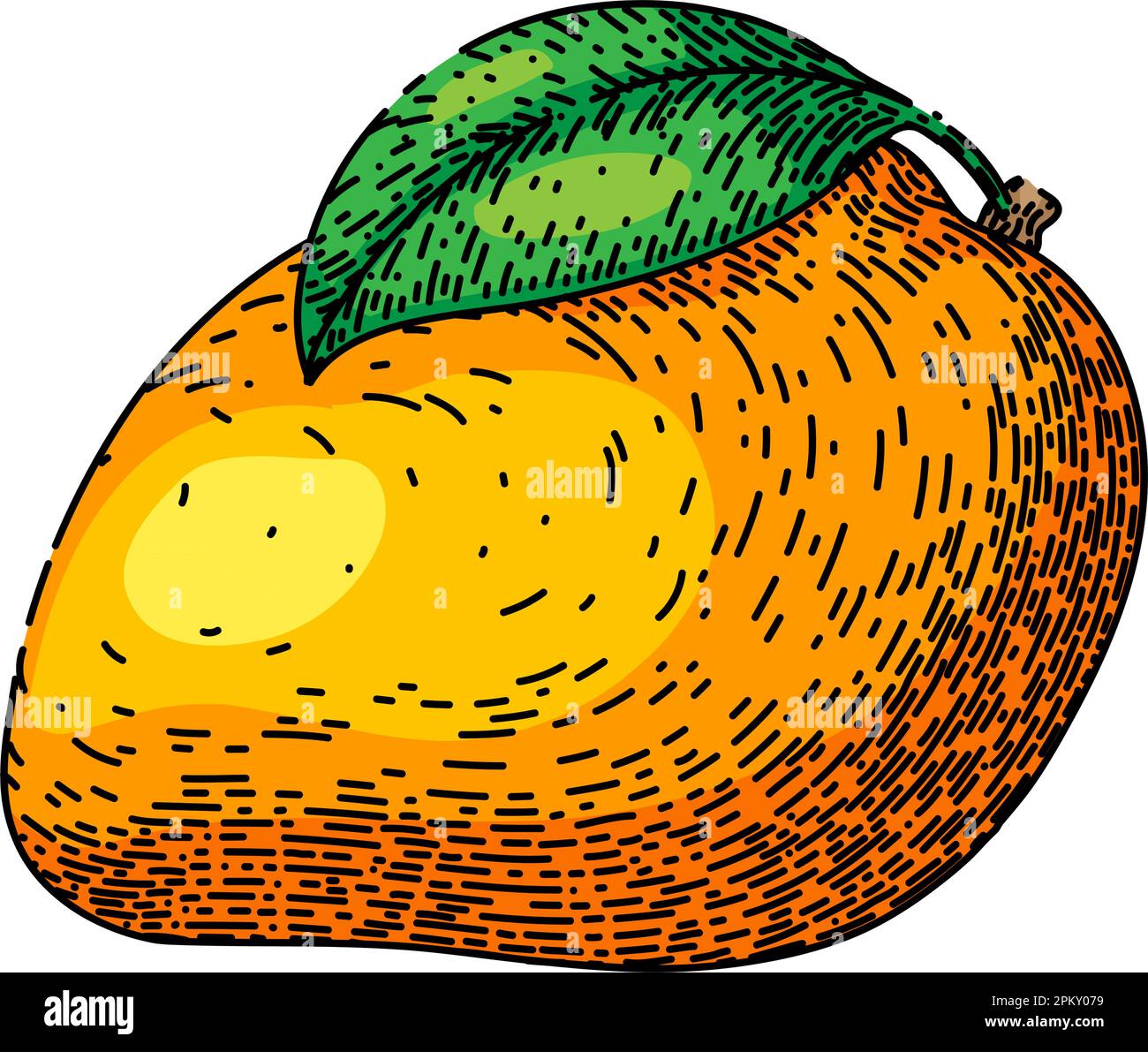 mango fruit yellow sketch hand drawn vector Stock Vector Image & Art ...