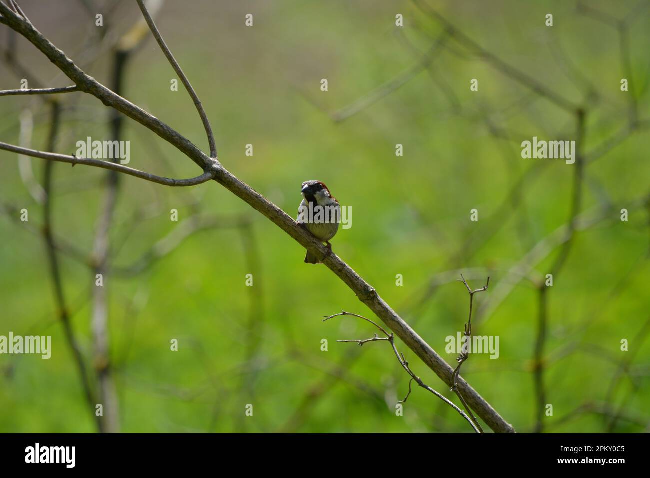 Spatz vogel hi-res stock photography and images - Alamy