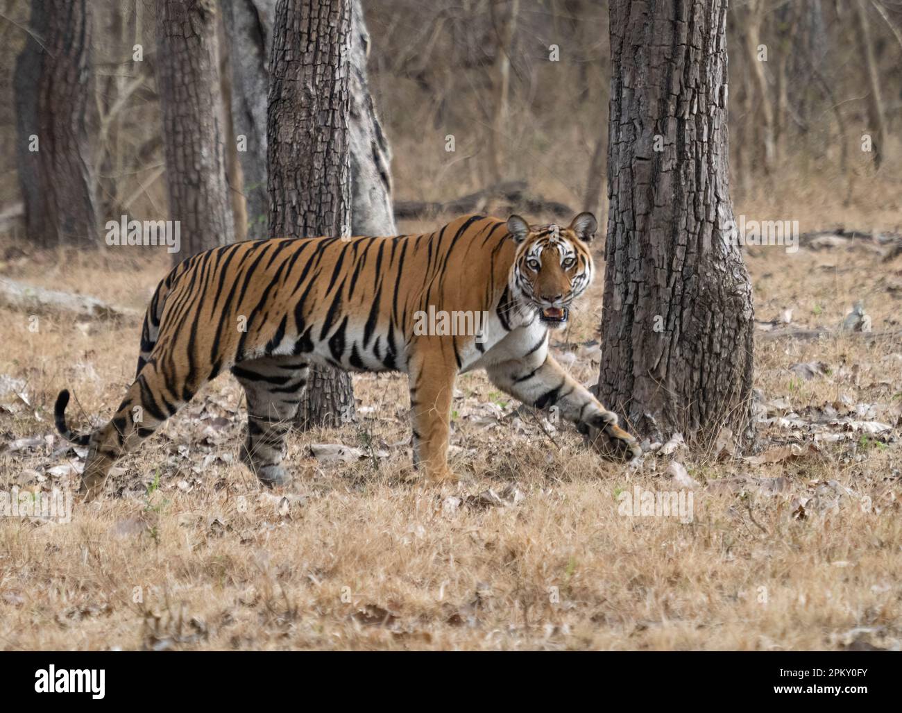 A lone tiger (panthera tigris) prowling through the forest in India ...