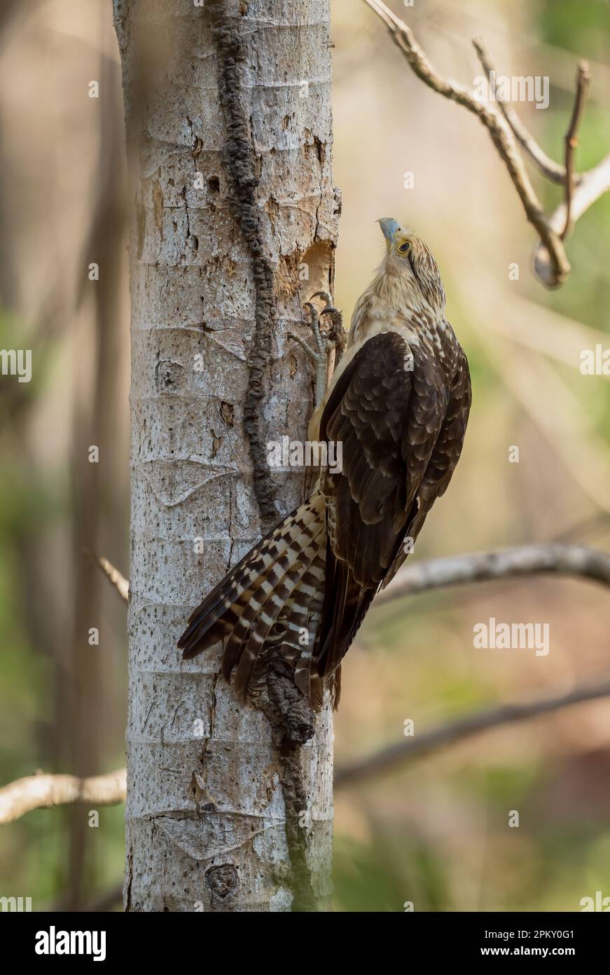 Yellow-headed Caracara - Milvago chimachima, small beautiful bird of ...