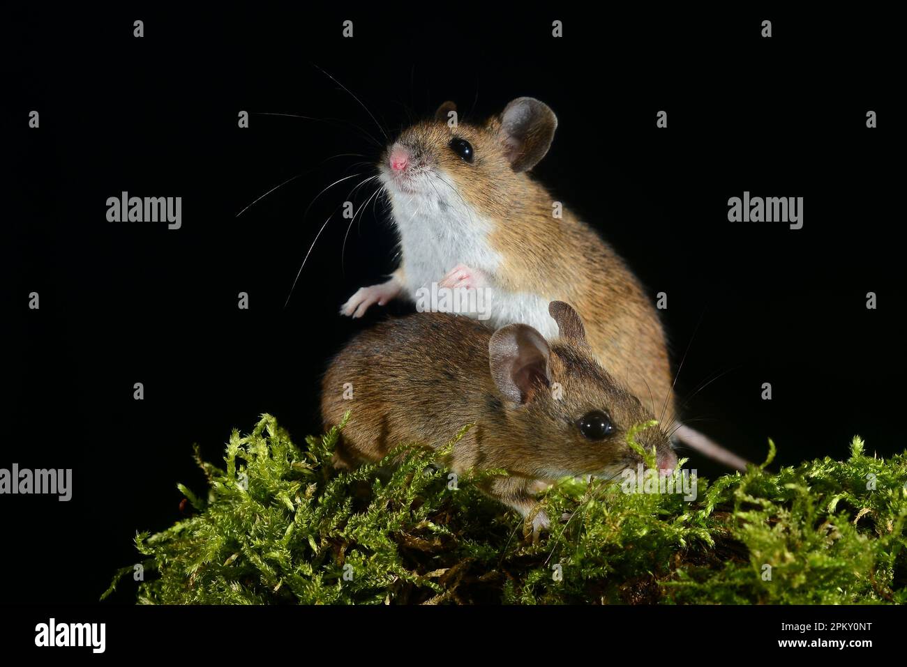 nocturnal wood mice apodemus sylvaticus Stock Photo - Alamy