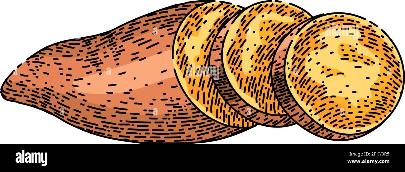 sweet potato food sketch hand drawn vector Stock Vector Image & Art - Alamy