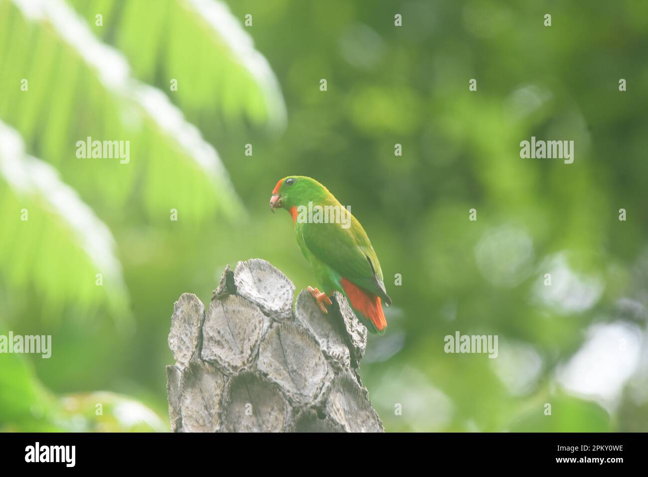 Bacong, Negros Oriental, Philippines. 10th Apr, 2023. Hanging parrots ...