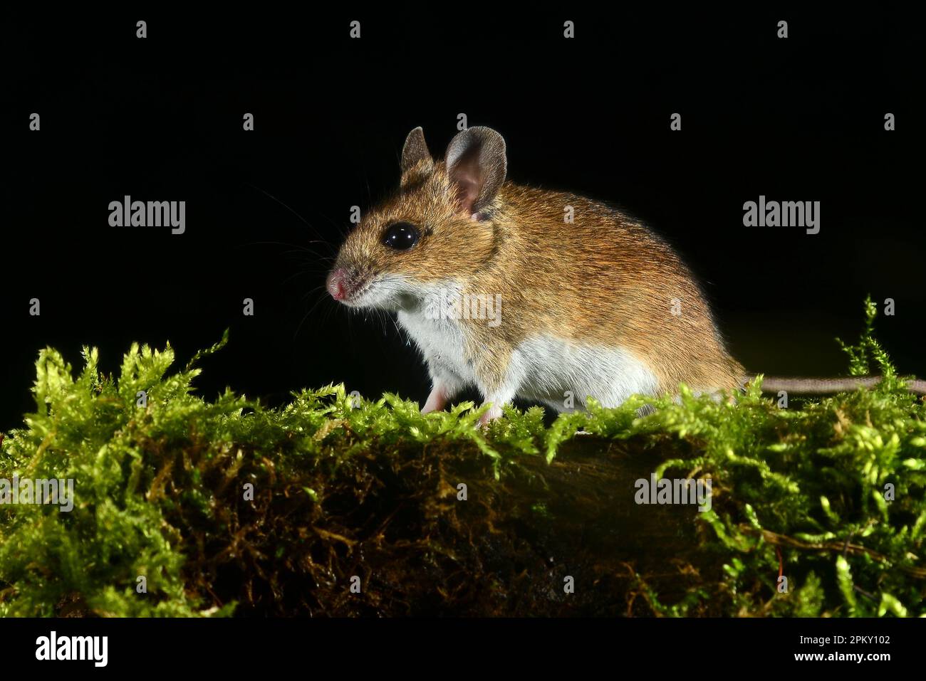 Field Mouse Nocturnal at Loren Bona blog