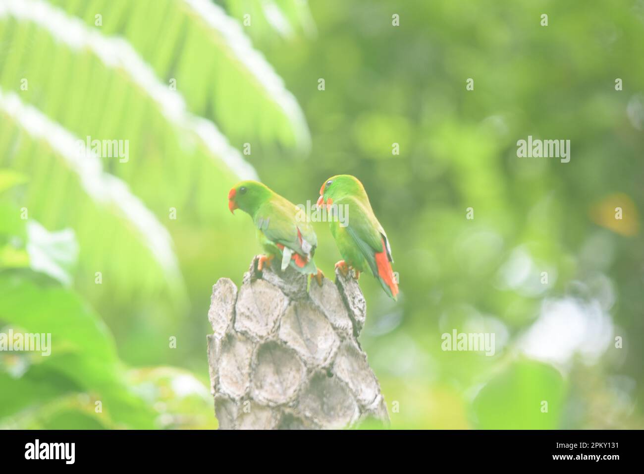 Philippine hanging parrots hi-res stock photography and images - Alamy