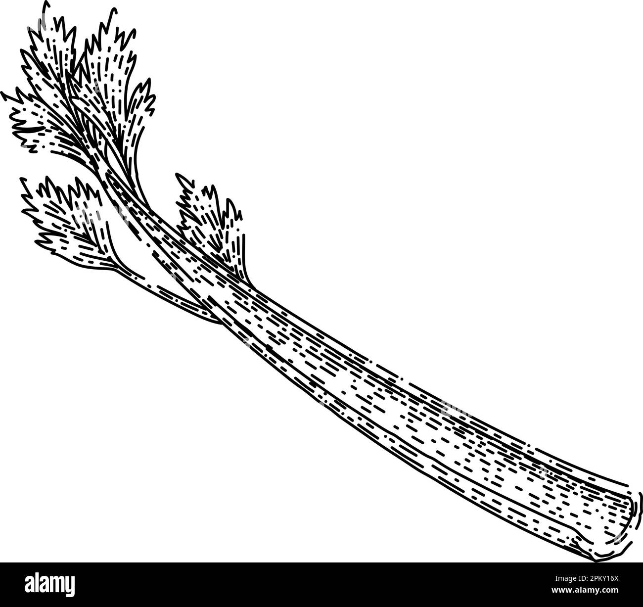 celery vegetable sketch hand drawn vector Stock Vector Image & Art - Alamy