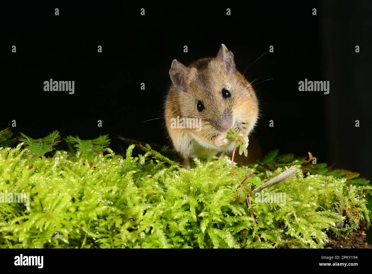 nocturnal wood mouse apodemus sylvaticus Stock Photo - Alamy
