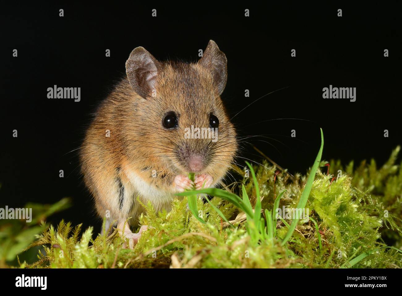 nocturnal wood mouse apodemus sylvaticus Stock Photo - Alamy