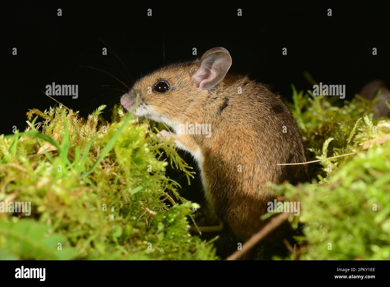 nocturnal wood mouse apodemus sylvaticus Stock Photo - Alamy