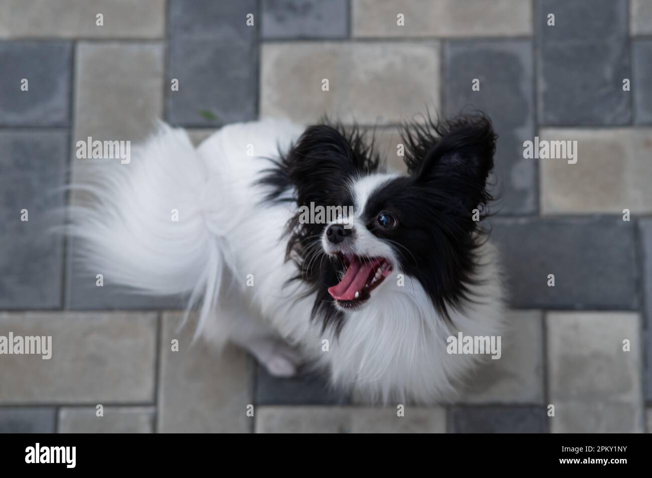 Top view of pappilion dog on the sidewalk. Portrait of a black and ...