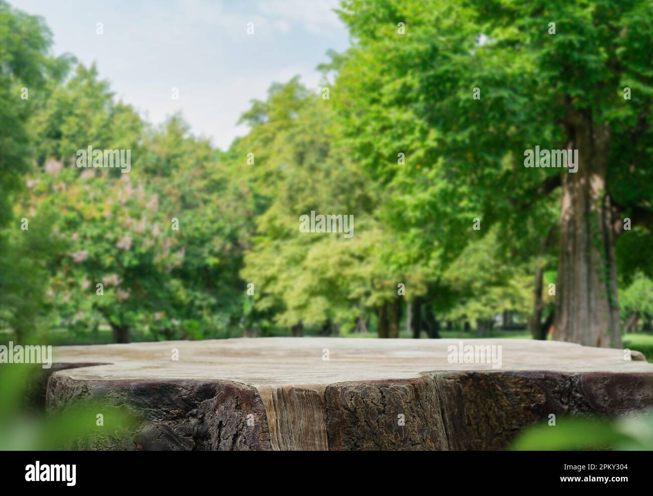 Wood tabletop podium floor in outdoors green leaf tropical forest ...