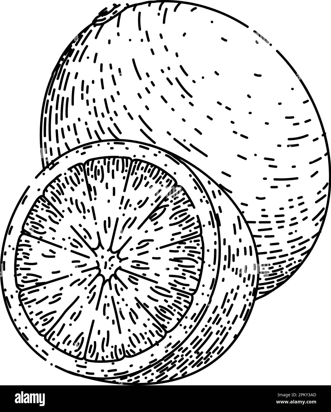 lime slice fruit sketch hand drawn vector Stock Vector Image & Art - Alamy lime slice fruit sketch hand drawn vector Stock Vector Image & Art - Alamy