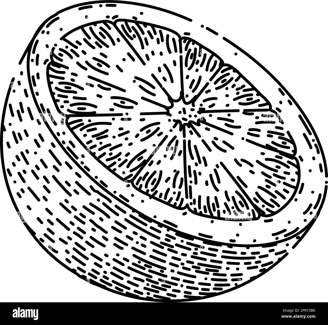 lime slice citrus sketch hand drawn vector Stock Vector Image & Art - Alamy