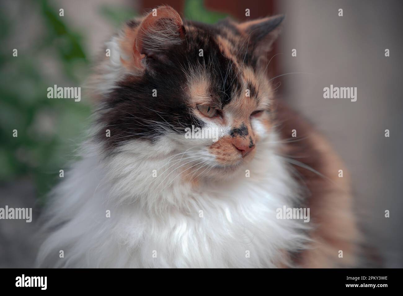 Portrait of a tricolor cat Stock Photo - Alamy