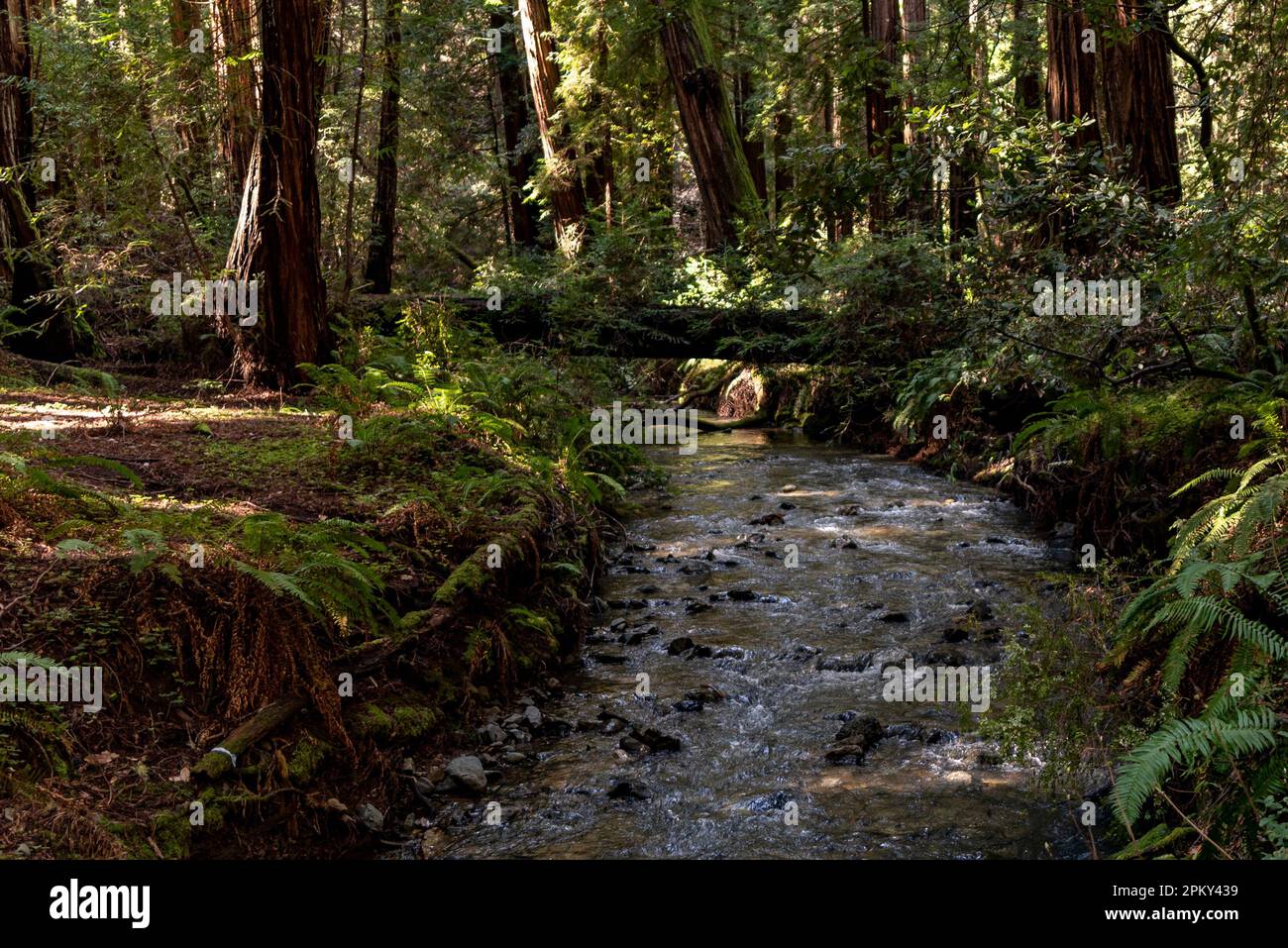 Muir Woods National Monument near San Francisco, California, United ...