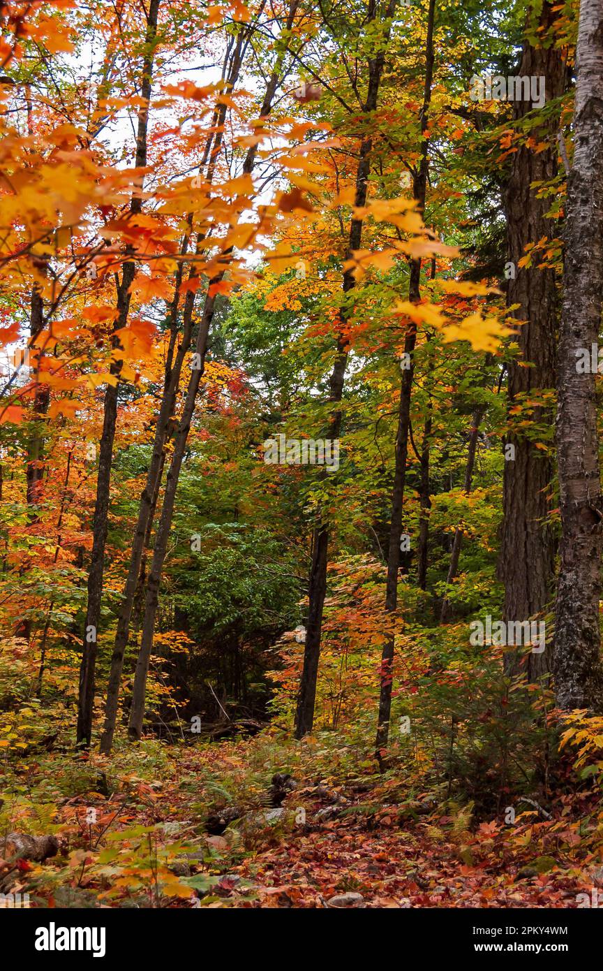 fairy view of red maple trees in Autumn in High Laurentians of Quebec ...