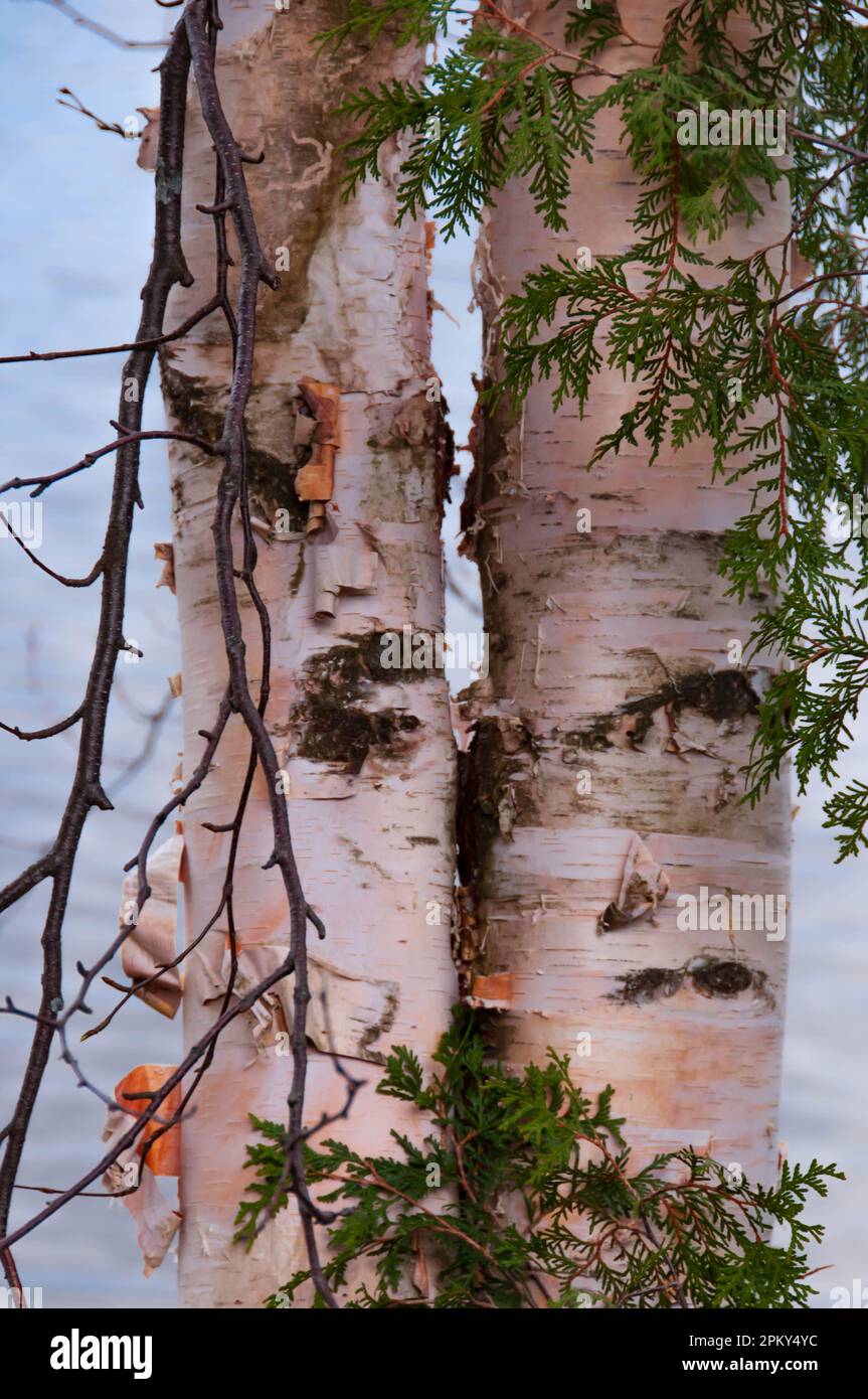 closeup of birch tree by a forecast day at Spring time in Quebec Stock ...