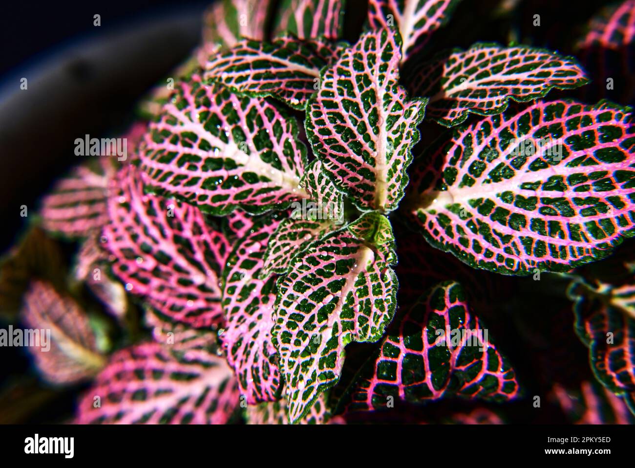 leaves of silver nerve plant or Fittonia albivenis grown in the pot as ...