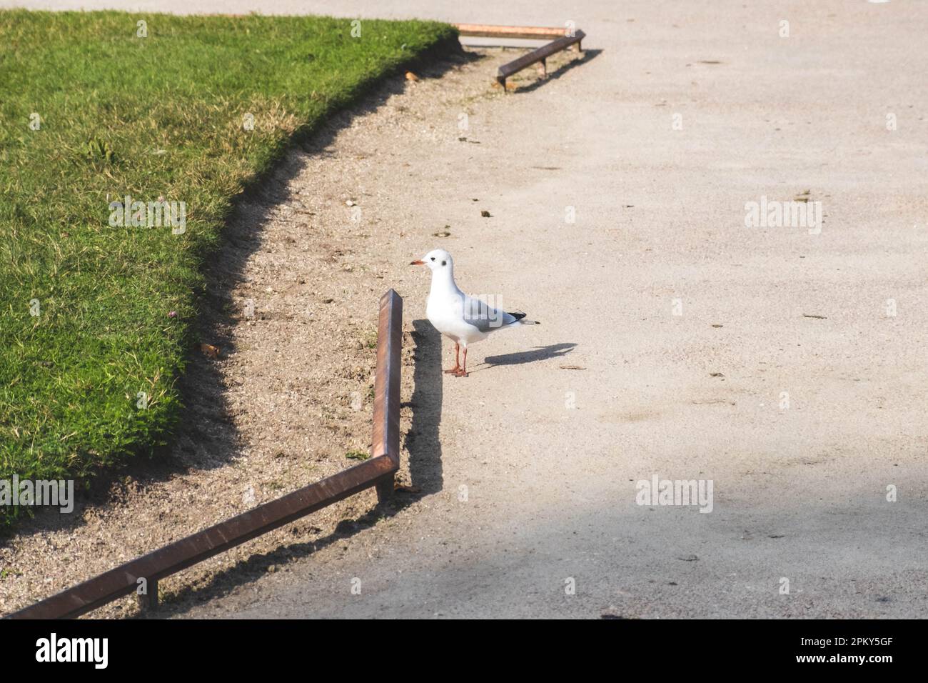 Versailles birdwatching hi-res stock photography and images - Alamy