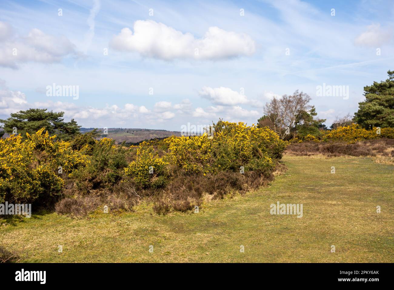 Old Lodge Nature Reserve in the Ashdown Forest, Sussex, UK Stock Photo ...