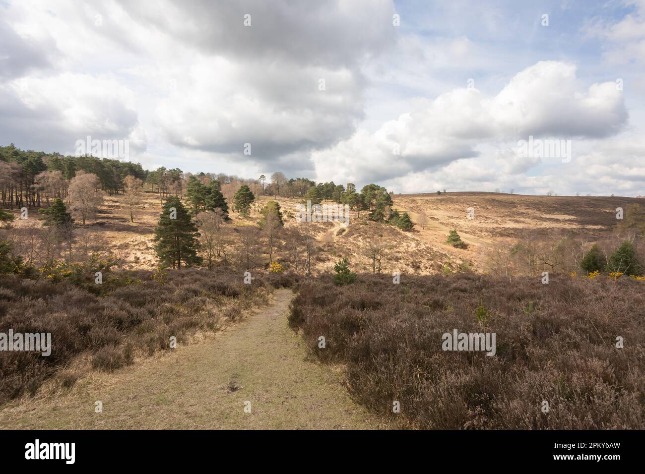 Old Lodge Nature Reserve in the Ashdown Forest, Sussex, UK Stock Photo ...