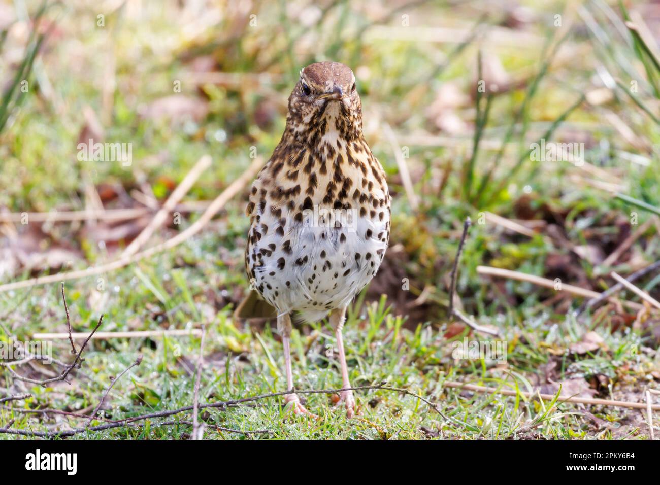Song thrush bird uk hi-res stock photography and images - Alamy