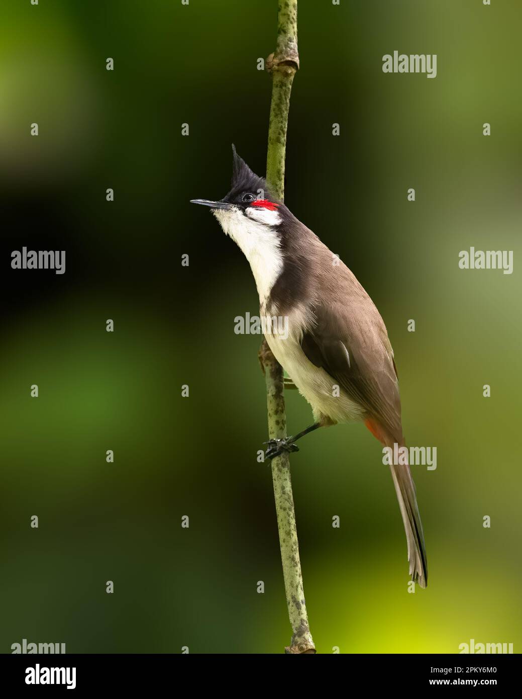 a beautiful young red-whiskered bulbul (Pycnonotus jocosus), perched on ...