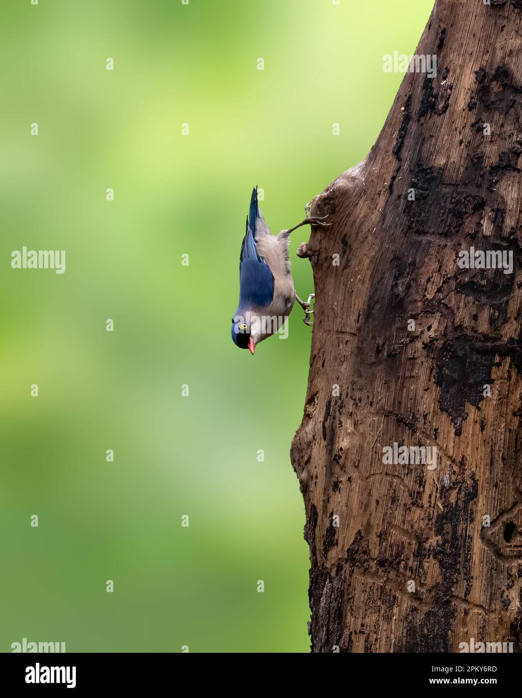 velvet-fronted nuthatch (Sitta frontalis), climbing down the side of a ...