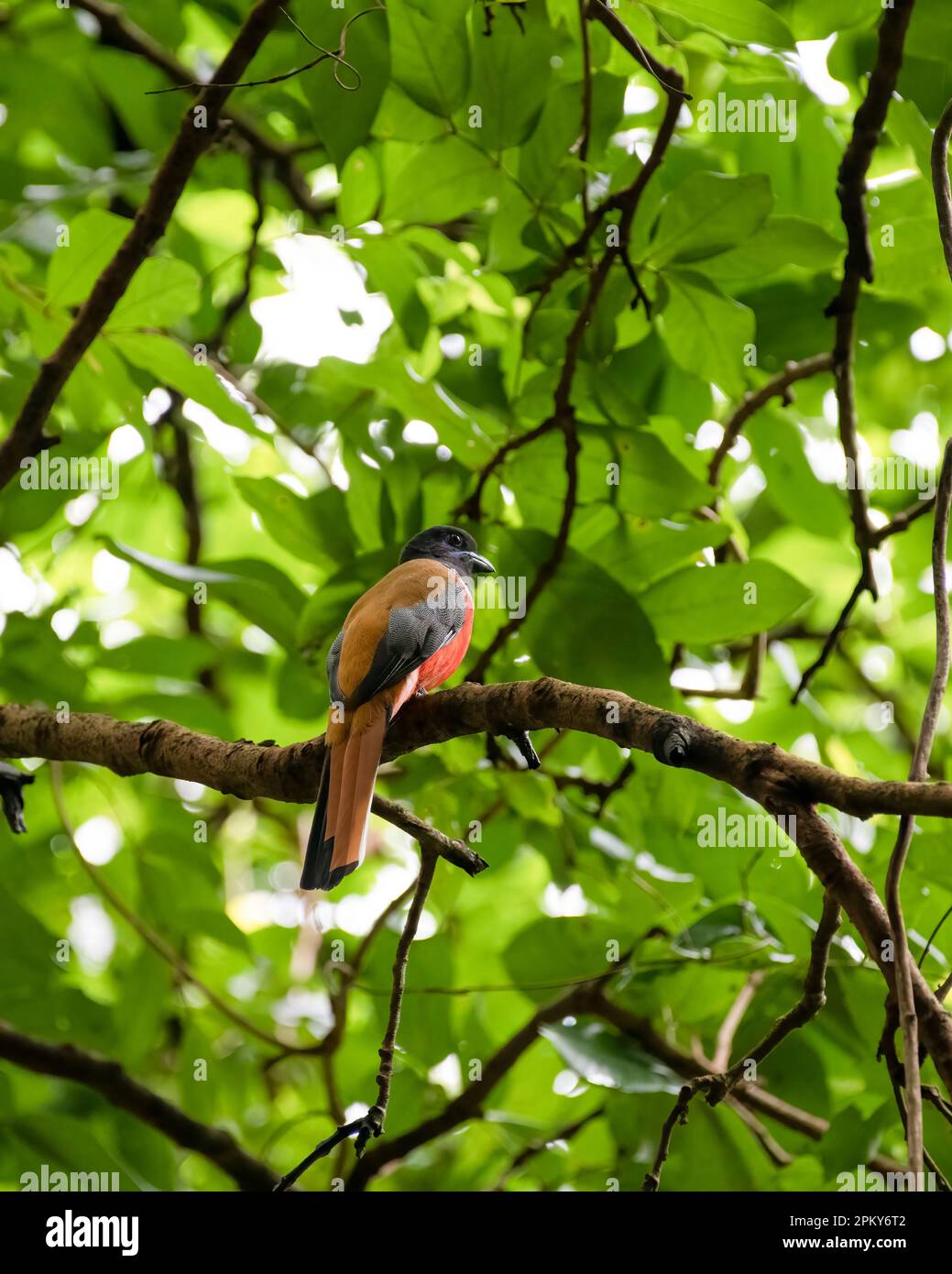close-up back view of a beautiful and colorful male Malabar Trogon ...
