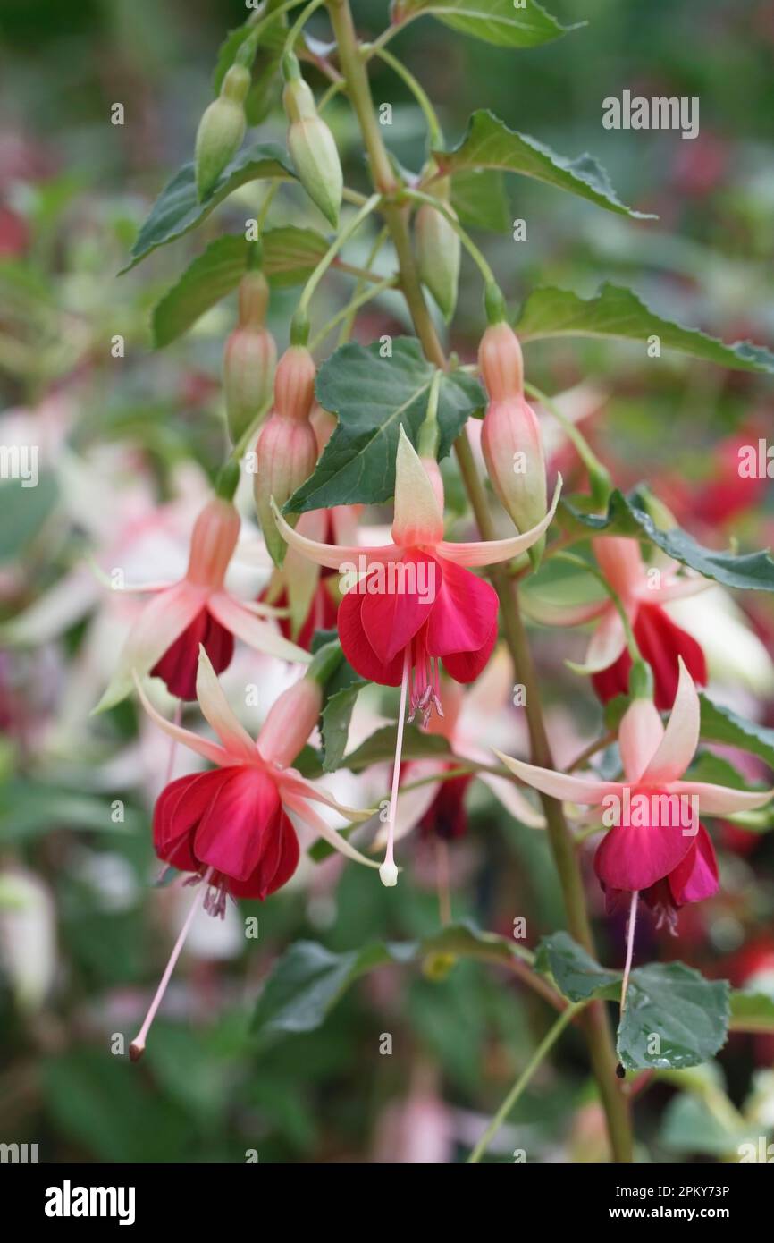 Laura salmon hi-res stock photography and images - Alamy