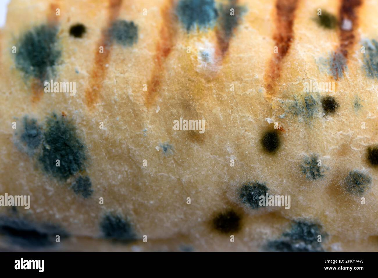 Hyphae Bread Mold Hi-Res Stock Photography And Images – FDOMF